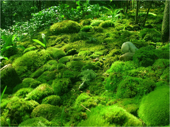 How Are Algae Different From Mosses And Ferns